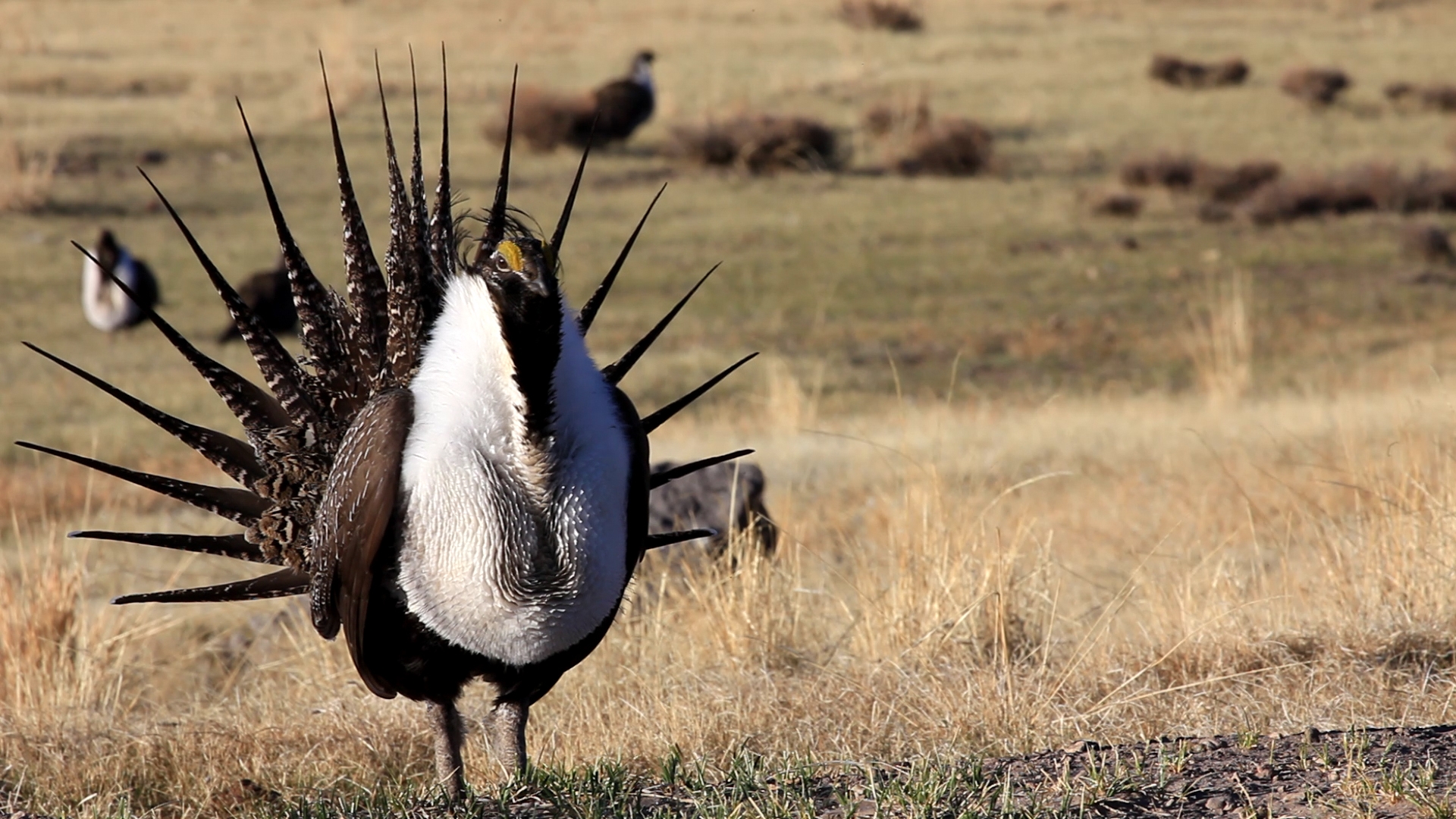 A Win for Wildlife Habitat in Eastern Sierra - Wilderness Land Trust