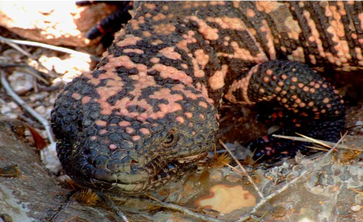 Completing a Wilderness - Wilderness Land Trust