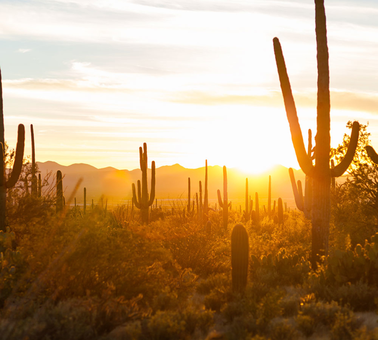 The Wilderness Land Trust | A Non-Profit Wilderness Preservation ...