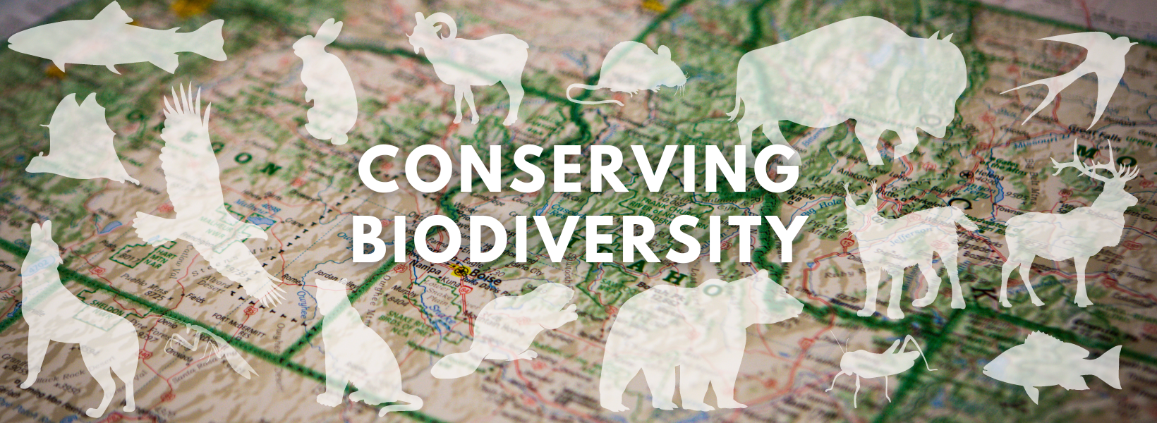 How protecting wilderness is key for the biodiversity loss crisis ...