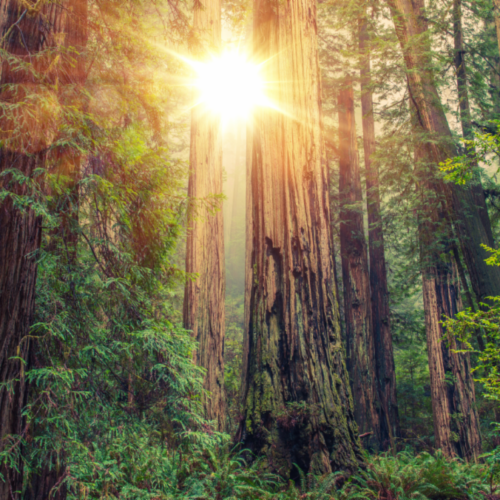 A Science-based approach to wilderness protection - Wilderness Land Trust